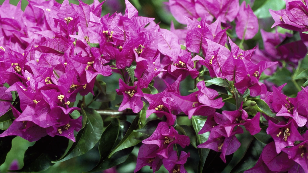 Bougainvillea care tips for endless color