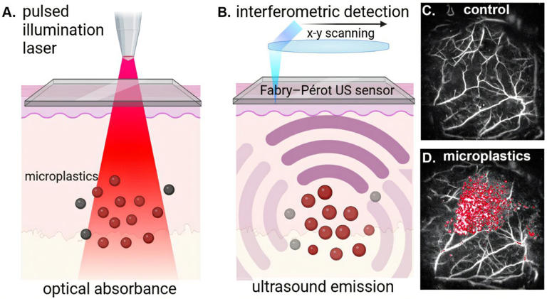 Microplastics mapped in living tissue in fine detail for months