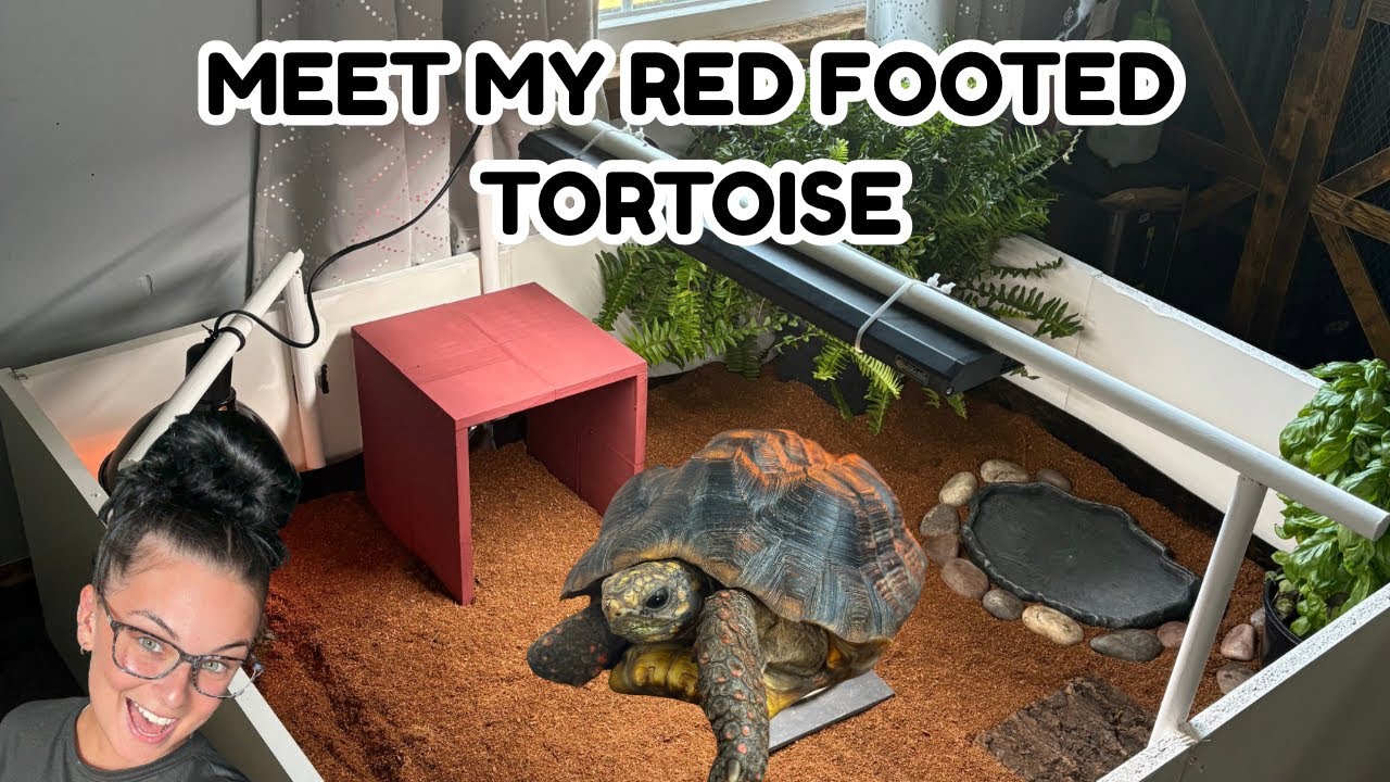 Meet my red footed tortoise after a busy break