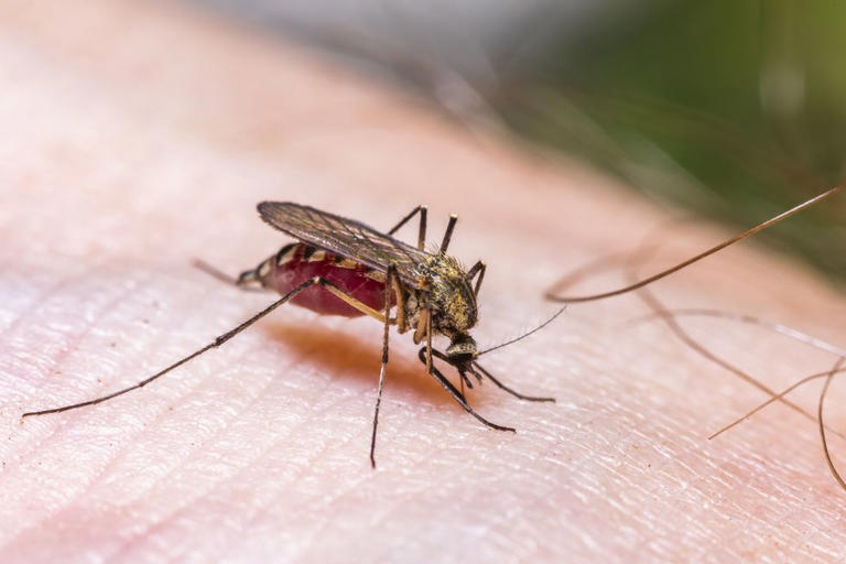 Biblical plague of mosquitoes strikes as tourists left hiding in their cars