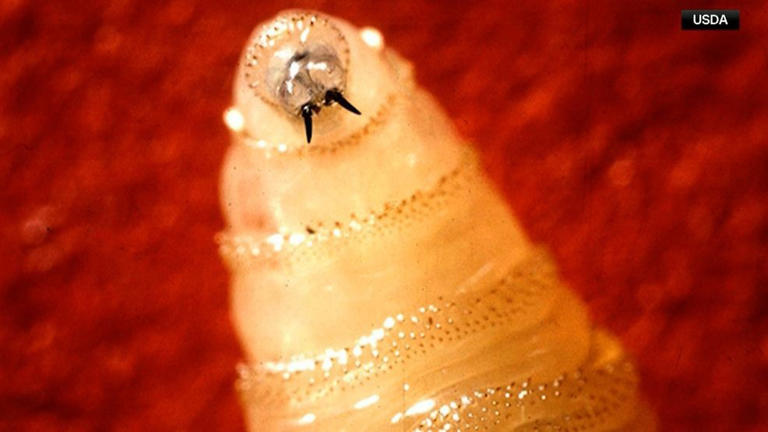 Local disaster declared as New World screwworm threat emerges in Tom ...