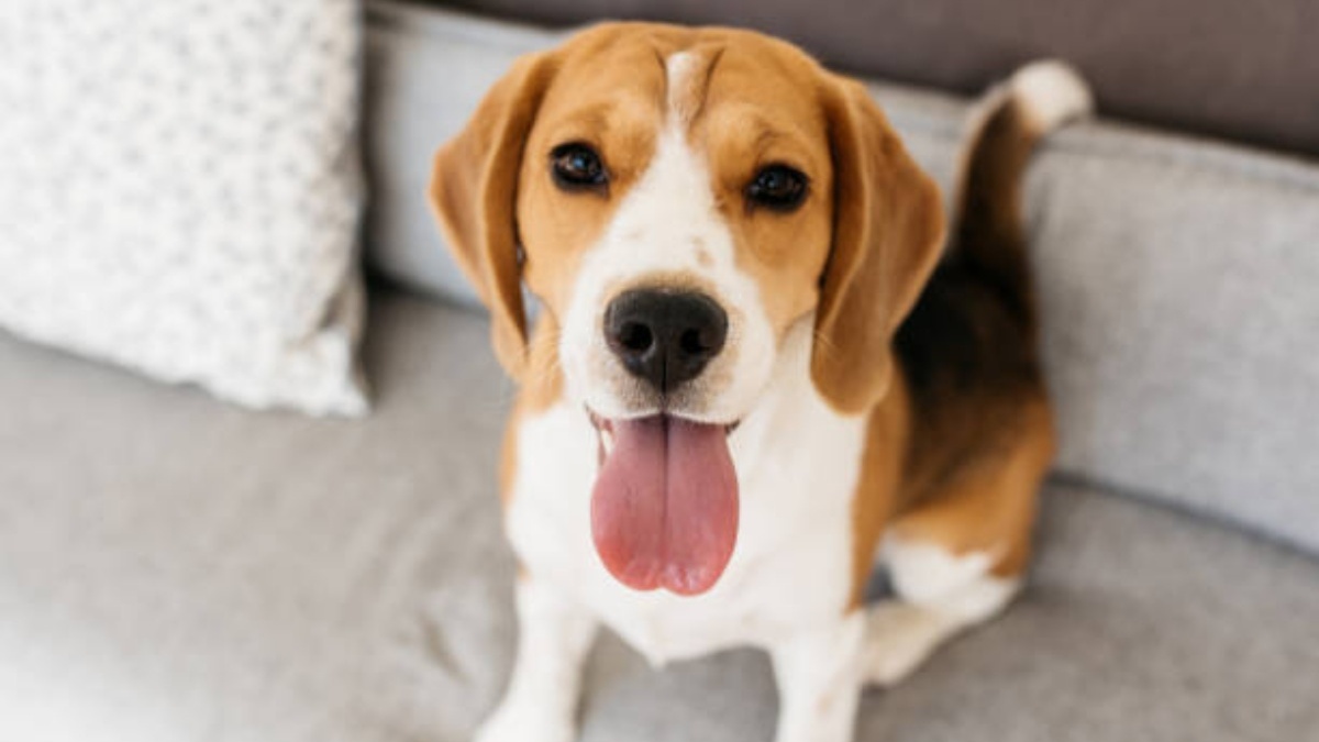 10 secrets your dog knows about you, according to canine experts