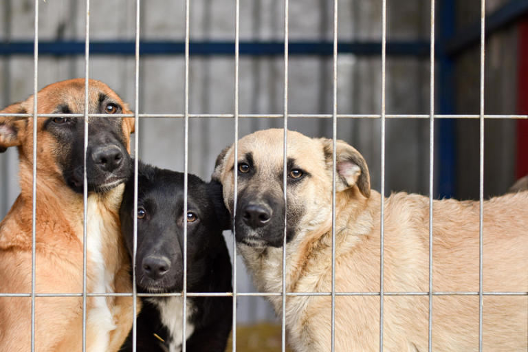 Hochman, advocates push animal welfare measure