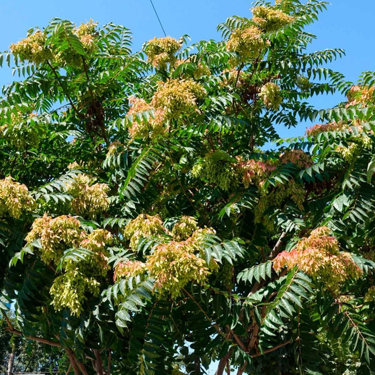 15 trees you should never grow in your yard