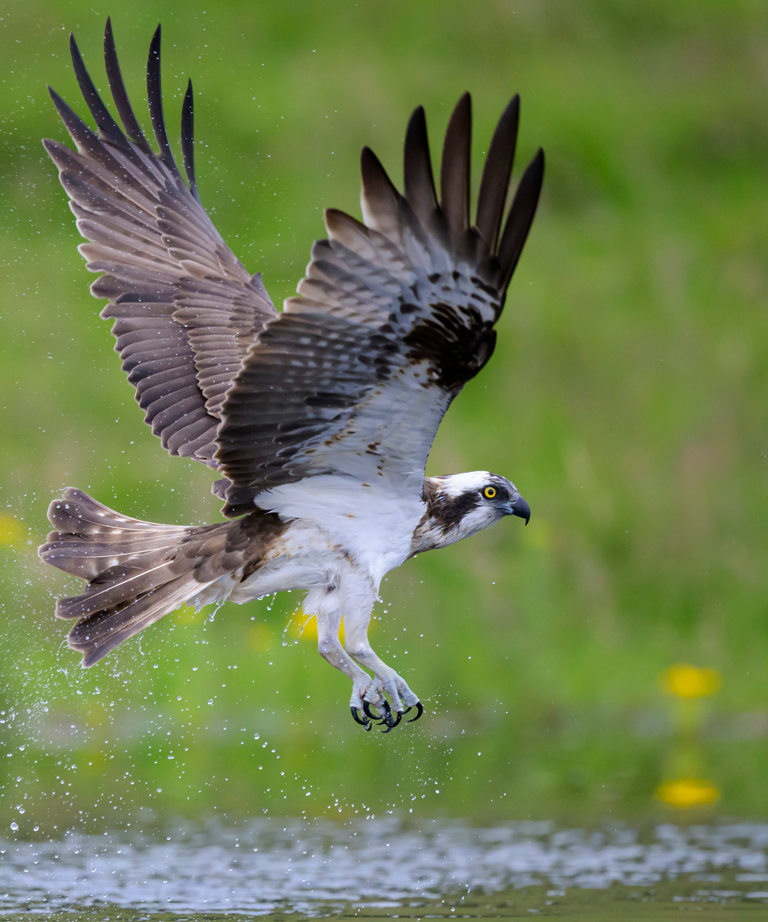 Say hello to your birth month bird of prey – and the special meaning ...