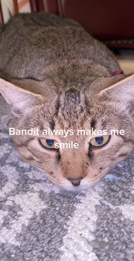 Bandit the feral cat brings daily joy