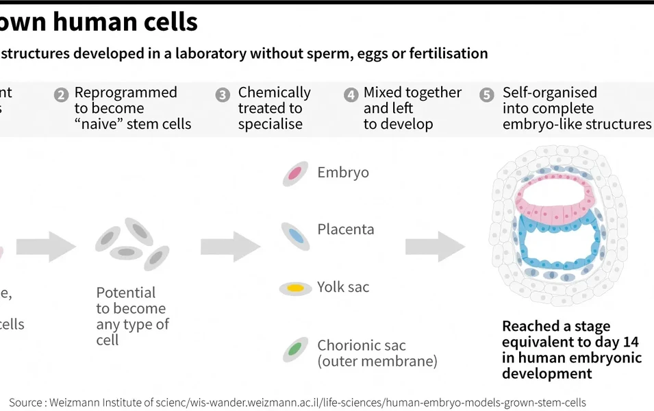 Scientists unveil embryo editing advances amid ethical outcry