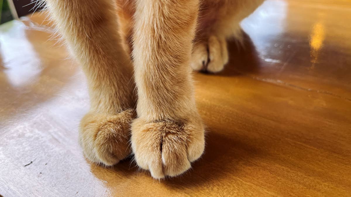 Peaches and cream Bengal kitten looks like a snow cone with legs