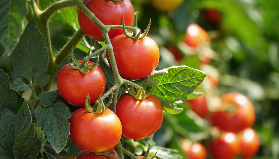 Gartenkalender: Was man im Juni pflanzen sollte und wichtige Aufgaben ...