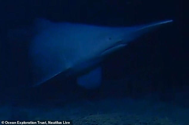 Elusive goblin shark is seen alive in its natural habitat for the first ...