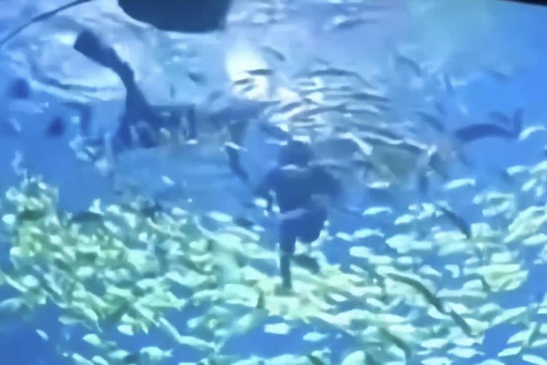 Horror moment 10 foot shark tries to eat tourist's head during aquarium ...