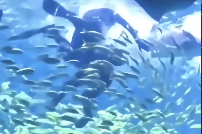 Horror moment 10 foot shark tries to eat tourist's head during aquarium ...