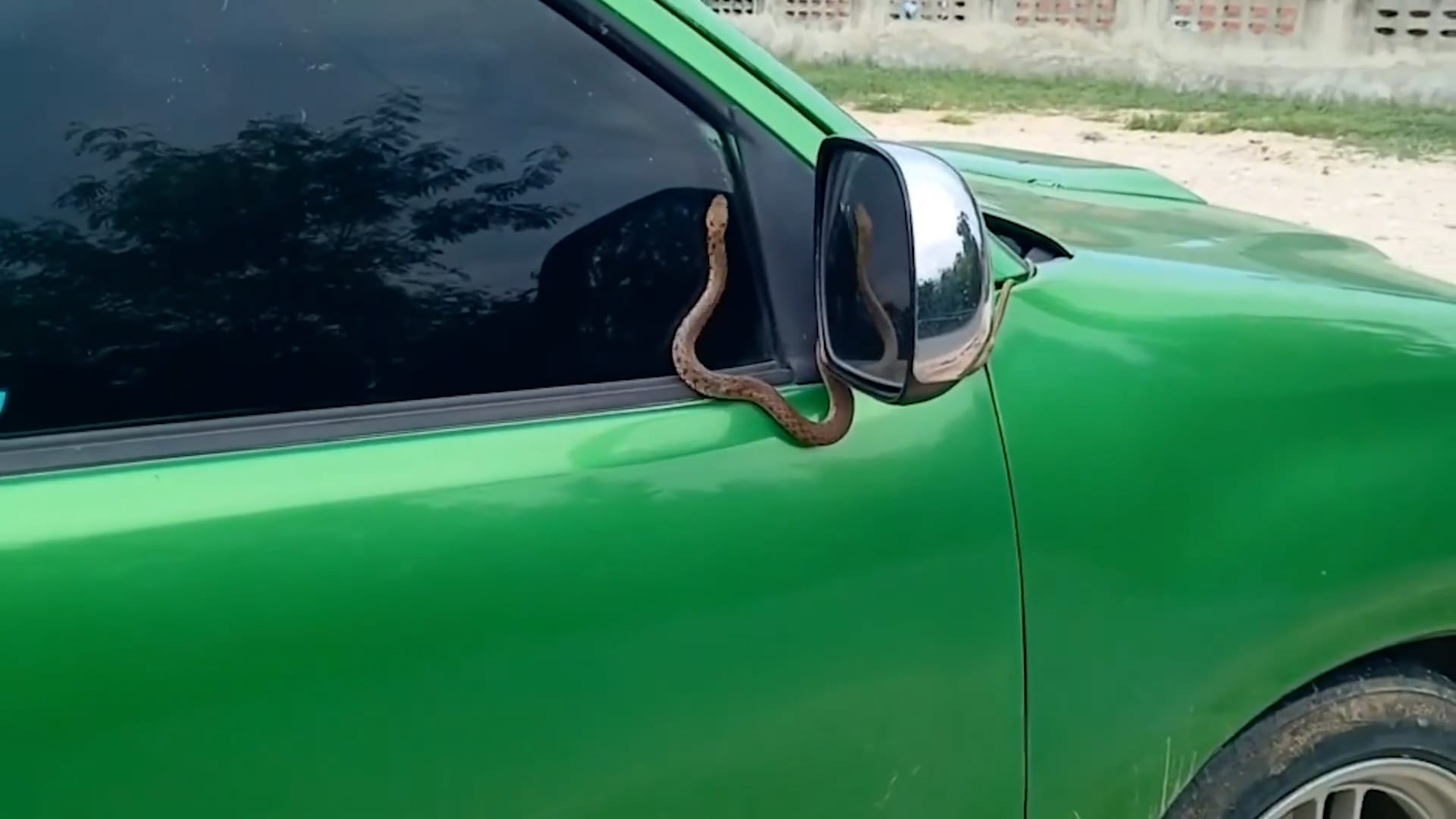 Driver stunned as snake emerges on car bonnet during journey in Thailand