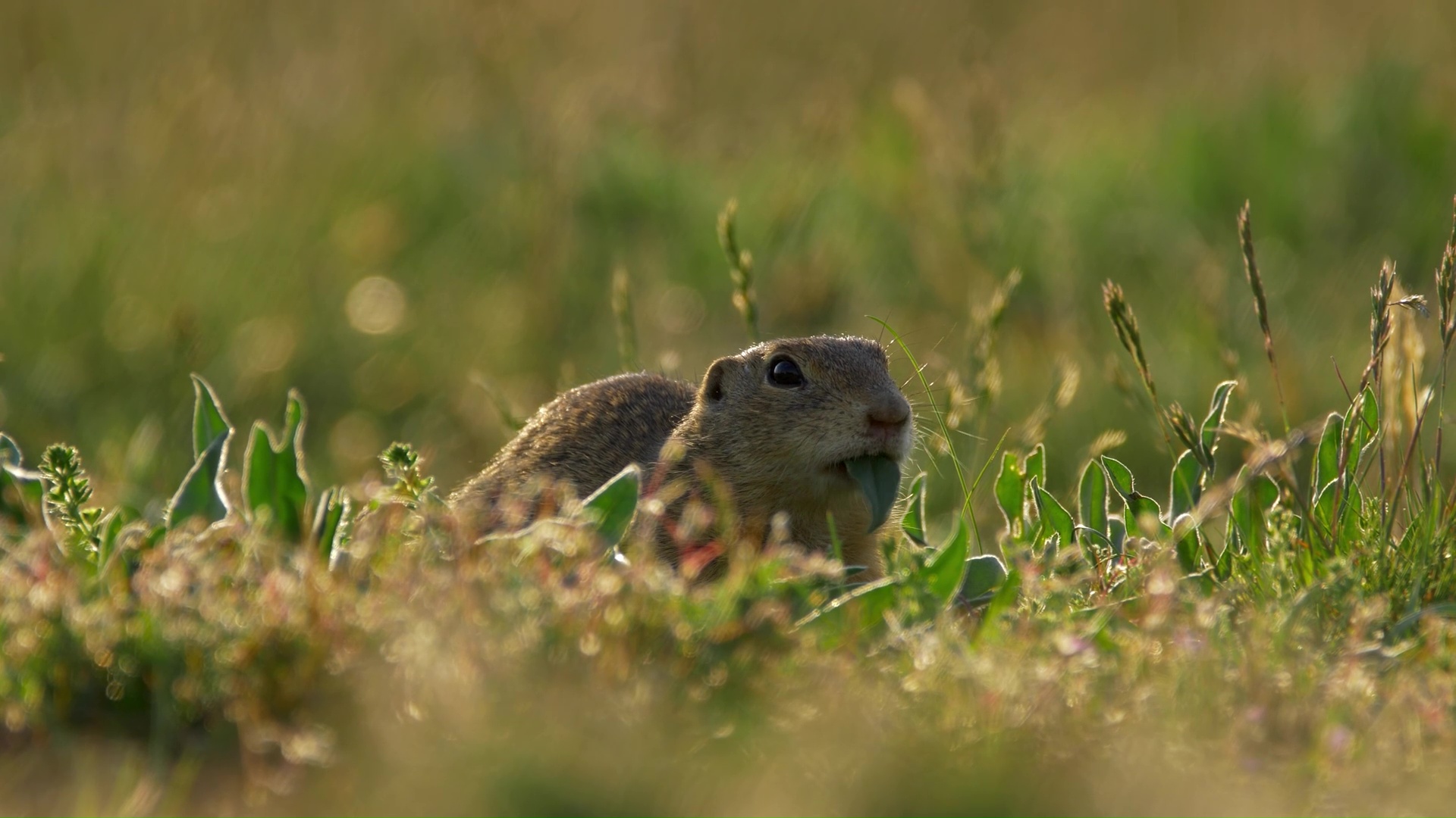 How ground squirrels survive in challenging wild habitats