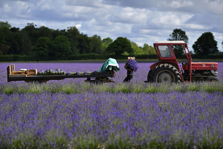 Britain’s biggest lavender farm Castle Farm opens its gates this week ...