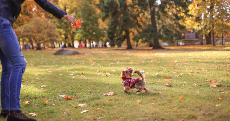 Dogs really do have favorite people - here's the science behind how ...