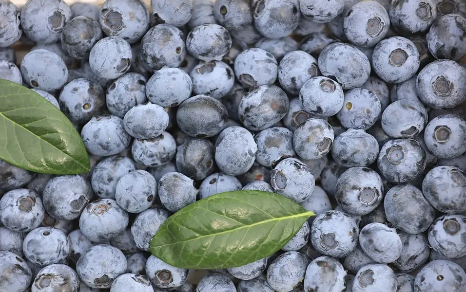 Longevity foods your future self will thank you for
