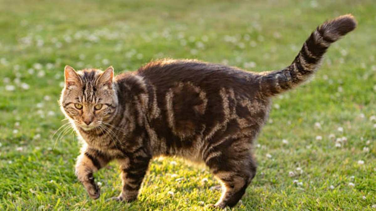 Your cat may prefer these 10 everyday objects over any toy you buy