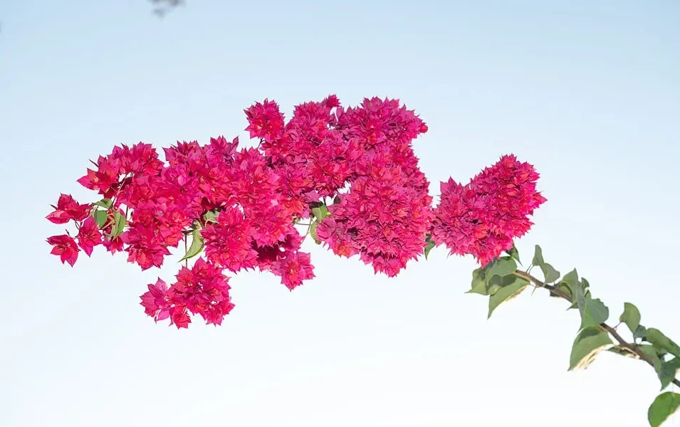 Bougainvillea care tips for endless color