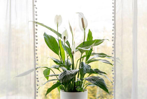 Peace lilies will bloom better than before when you add 1 food scrap to ...