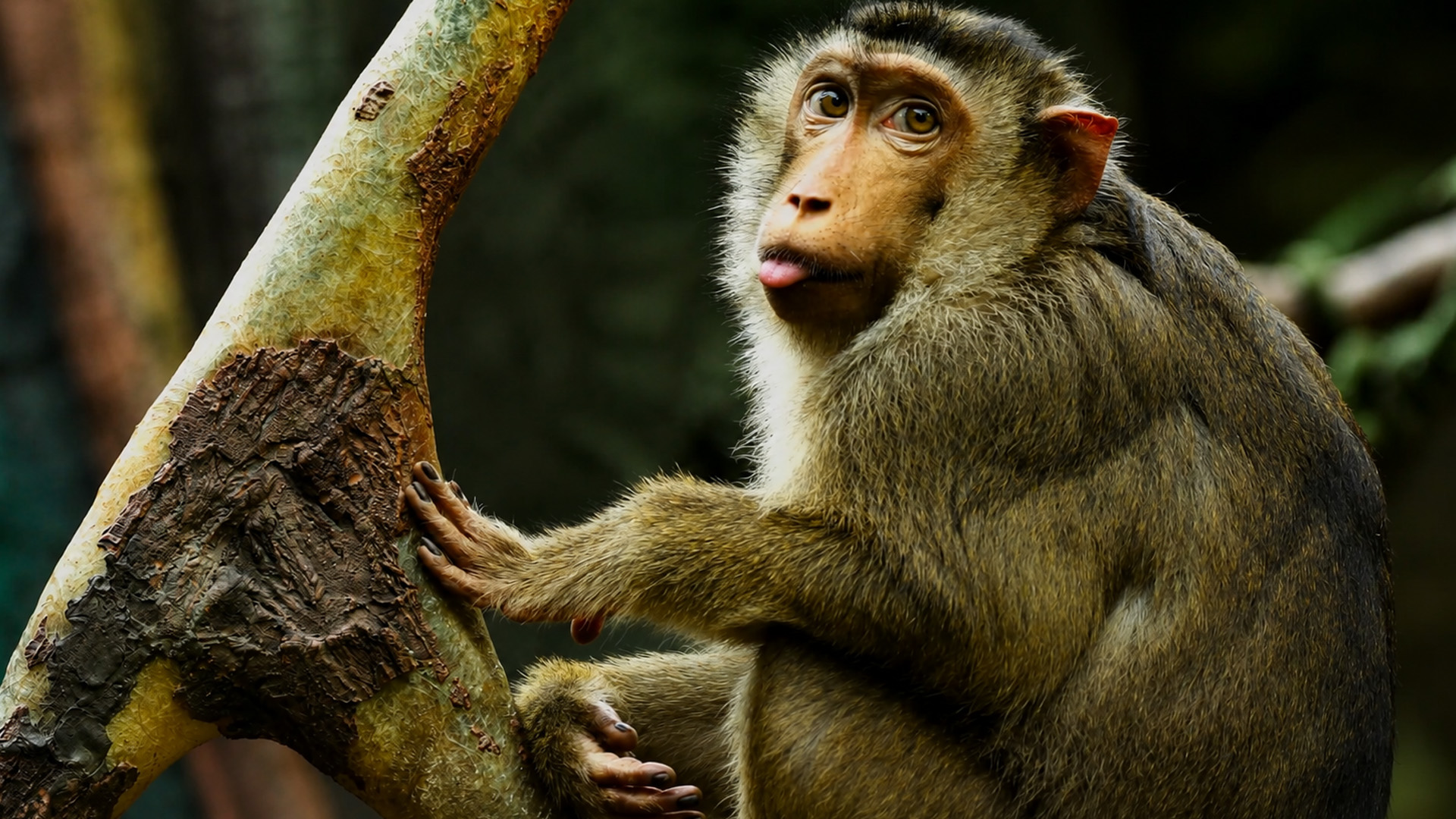 Un singe curieux s’est approché de la caméra cachée puis a fait ça