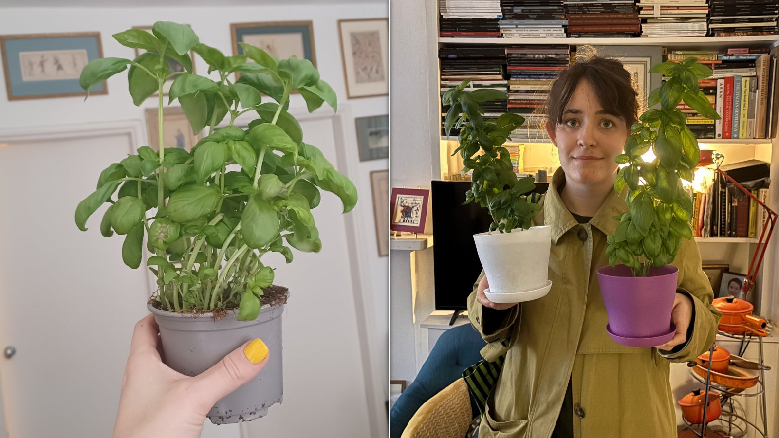 I almost killed my basil – here's how I got it back on track