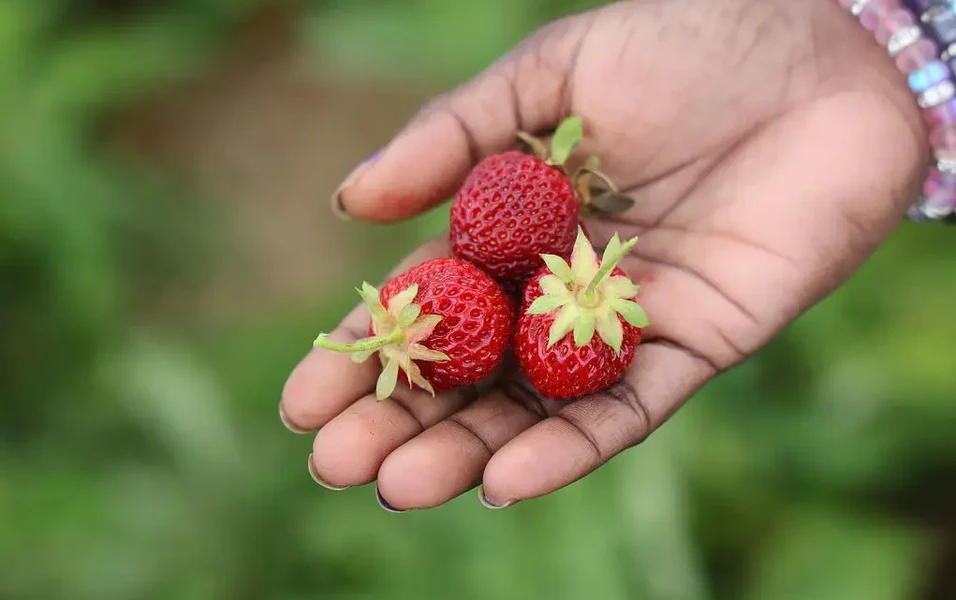 Strawberry jam secrets for flavor and freshness