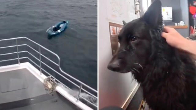 Strong winds blow German shepherd out to sea in kayak before boat crews ...