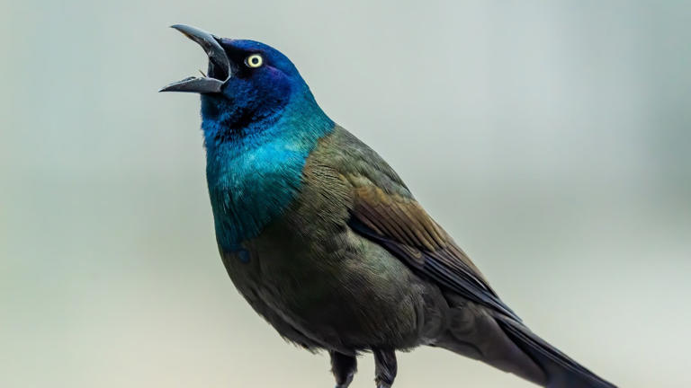 Some birds learned to mimic over 50 alarm calls to rob whichever ...