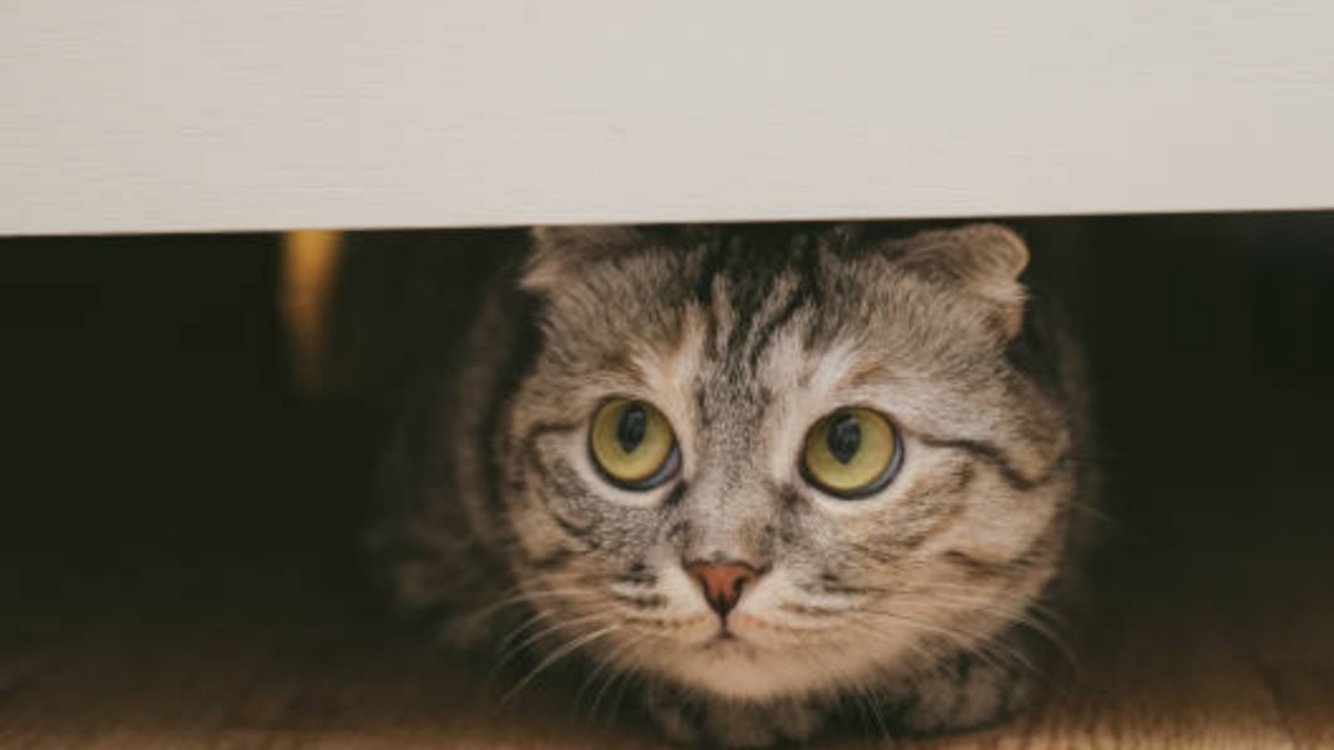 Your cat may prefer these 10 everyday objects over any toy you buy