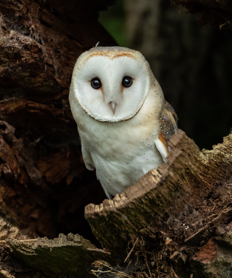 Say hello to your birth month bird of prey – and the special meaning ...