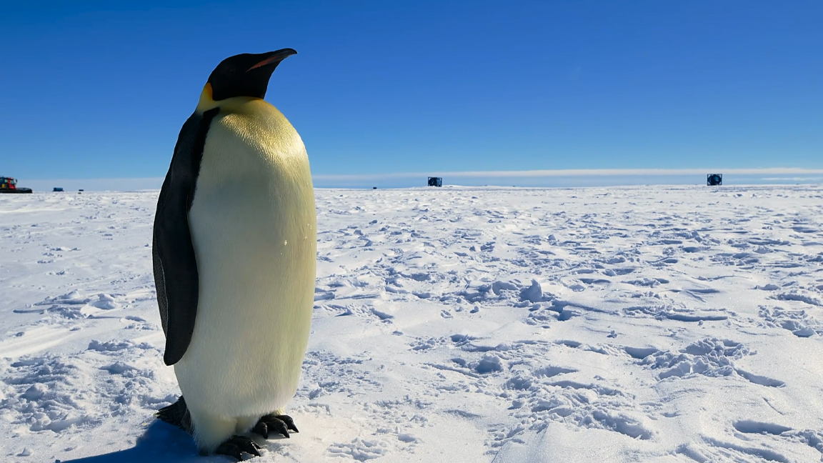 The daily life of an emperor penguin in Antarctica