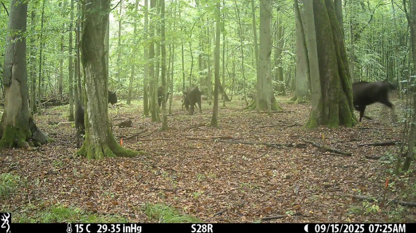Lupi attaccano i bisonti nella foresta di Białowieża