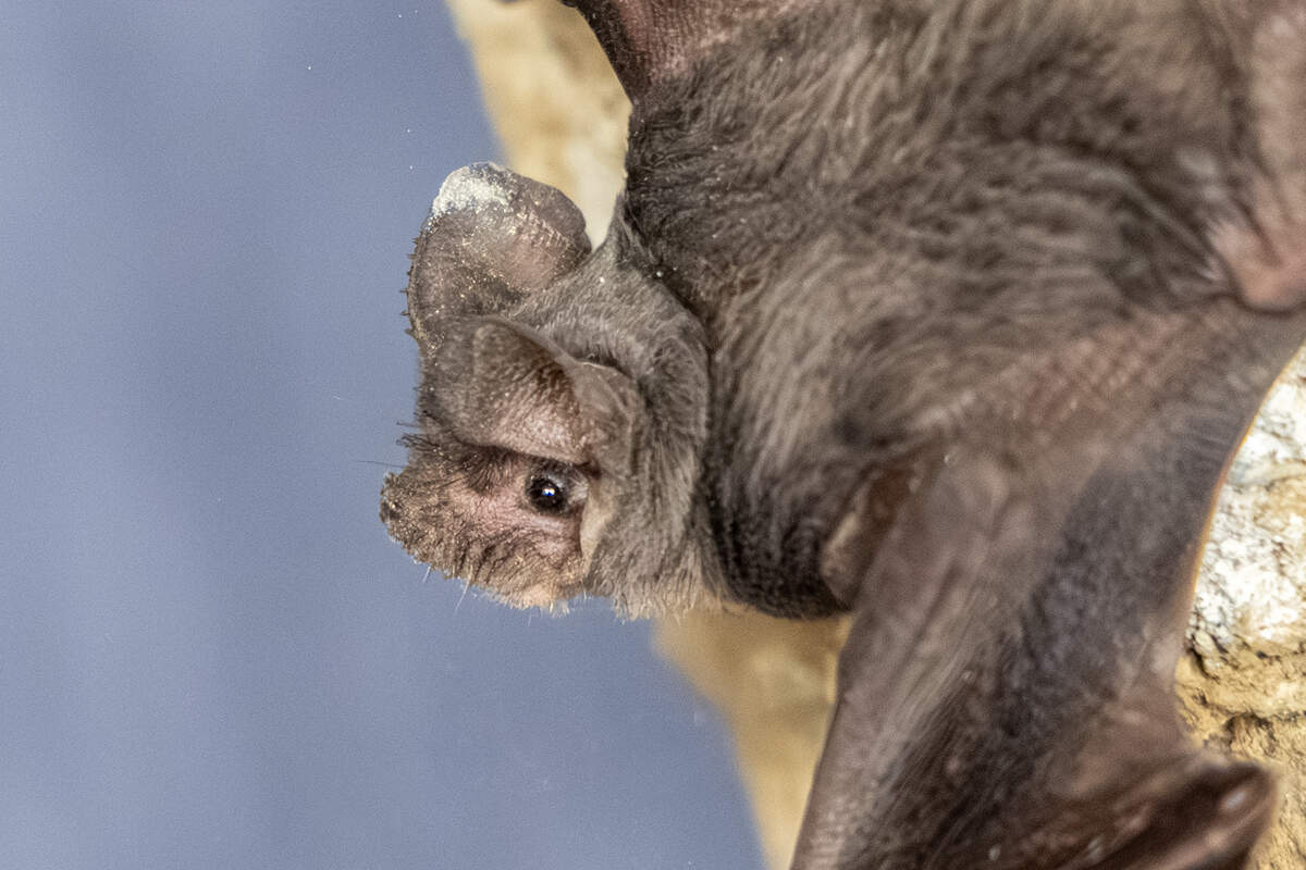 How did a bat colony get into an Old Sacramento parking garage? Where ...