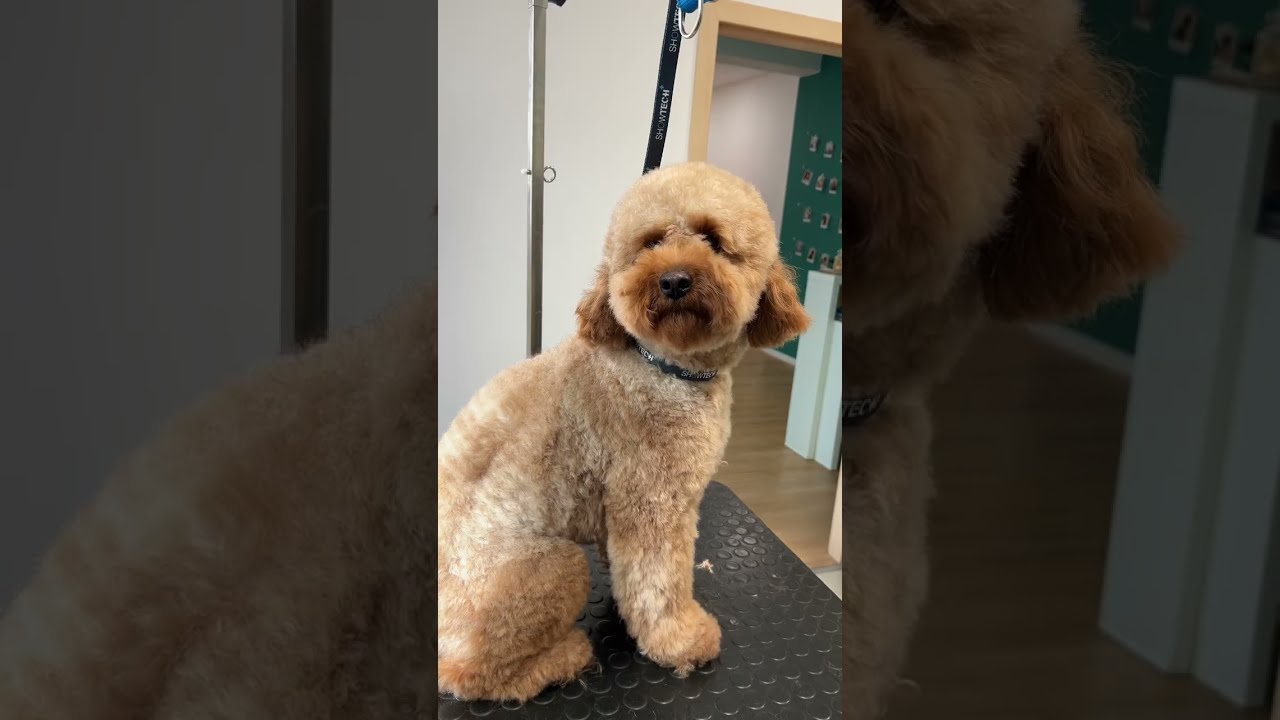From fluffy to fabulous: Full poodle grooming transformation!