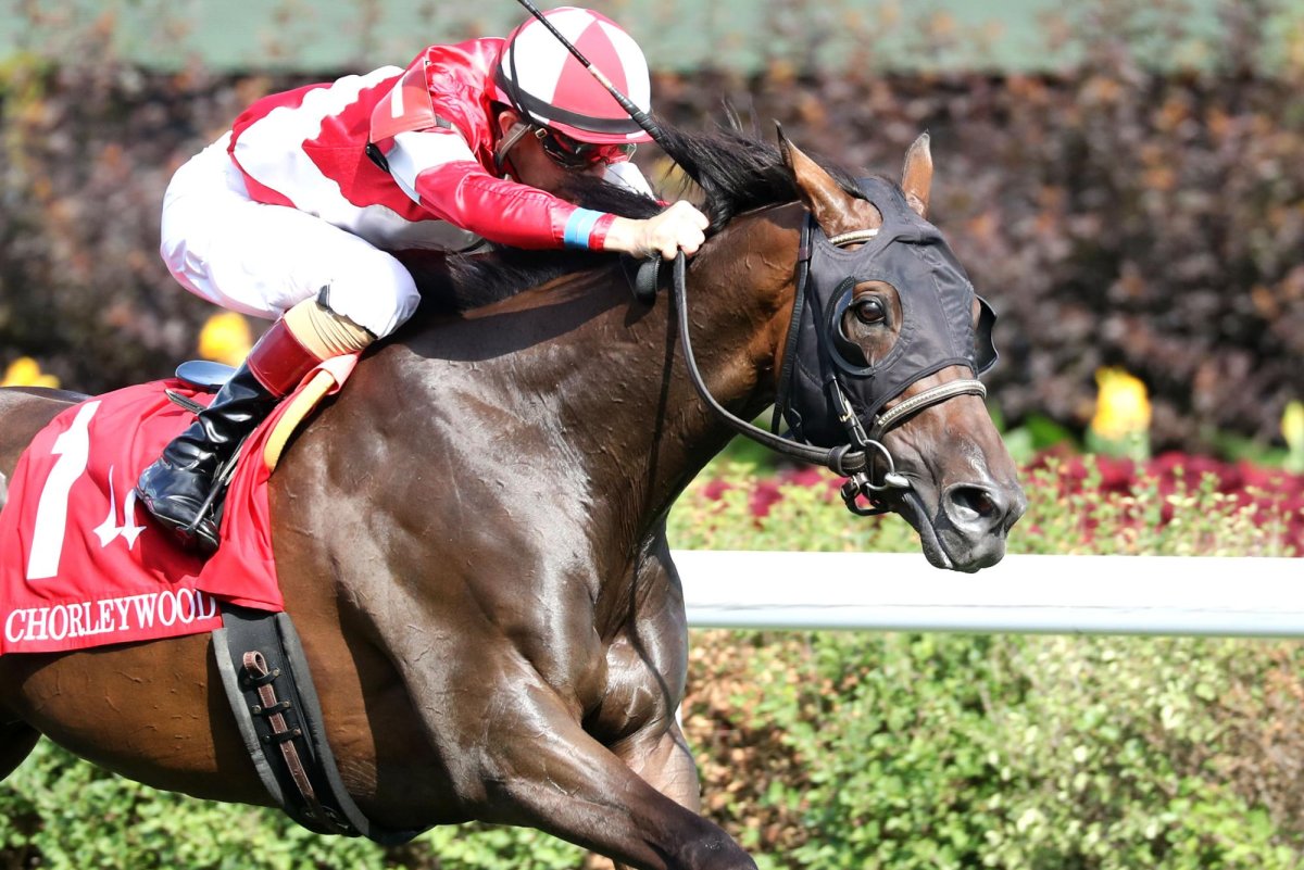 Horses from around the world star on U.S. Flag Day weekend racing