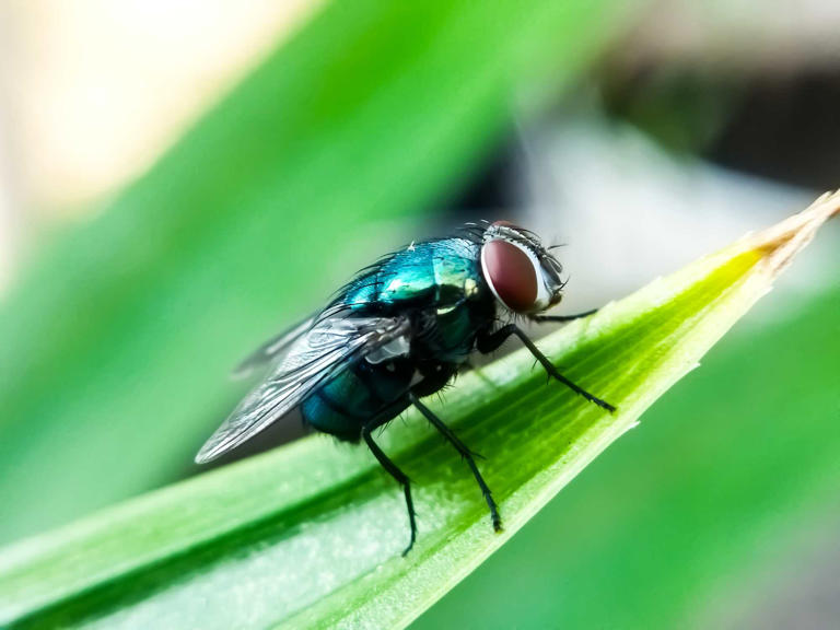 PA issues quarantine order after New World screwworm cases confirmed in US