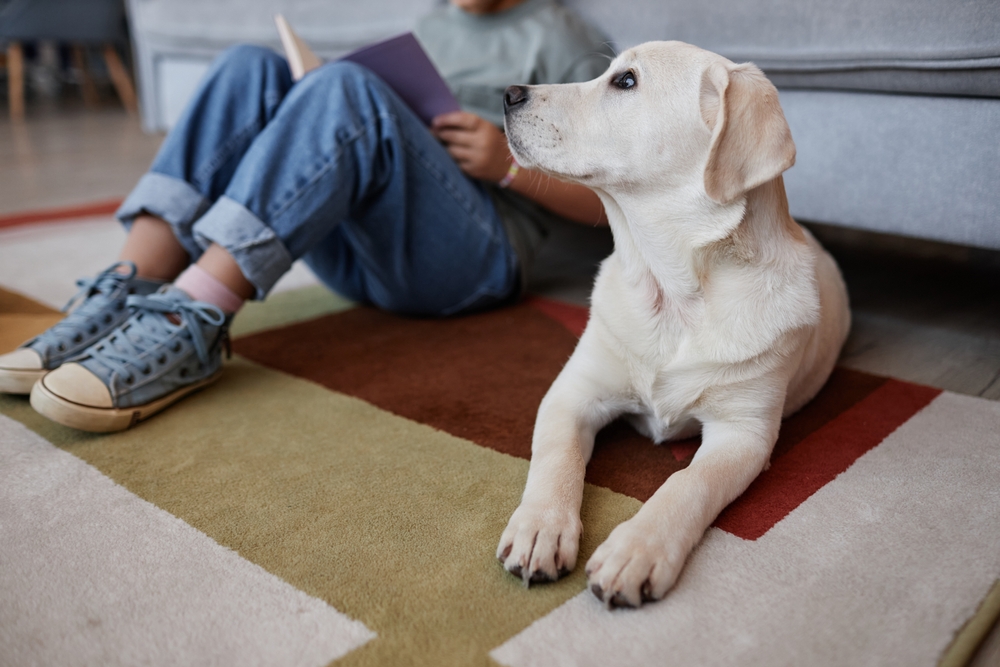 Dogs really do have favorite people - here's the science behind how ...