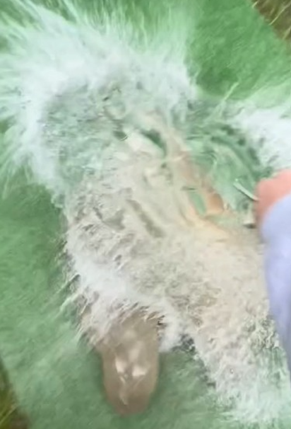 Gorilla flooded my garden shorts