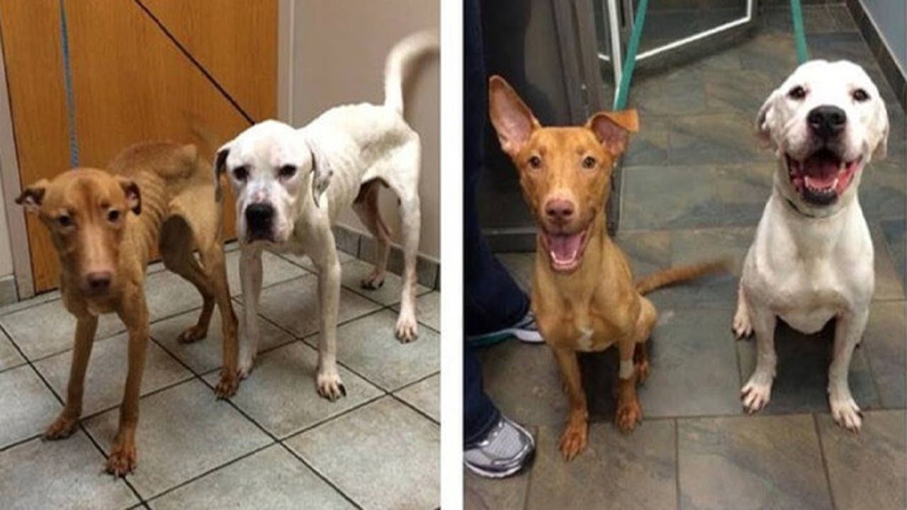 The two dogs were so underweight that their chances of survival were ...