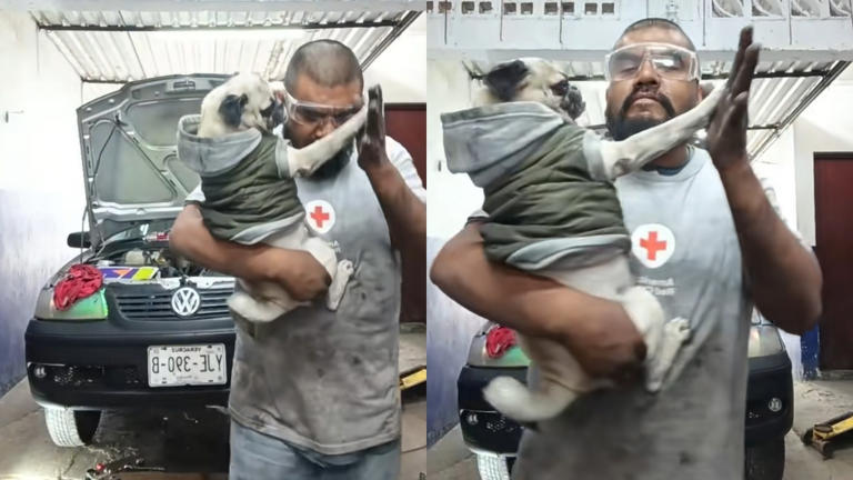This adorable pug is the most loyal companion of a mechanic who loves ...