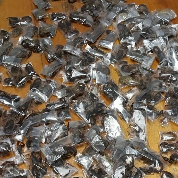 Man caught with 150 live venomous scorpions at airport