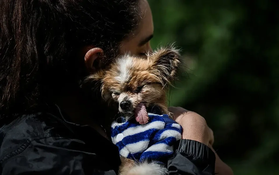 Experts outline strategies to boost dogs’ healthy lifespan