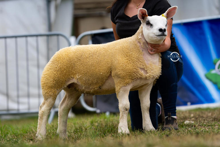 Corbo Flock claims Galloway & MacLeod and Provita Animal Health ...