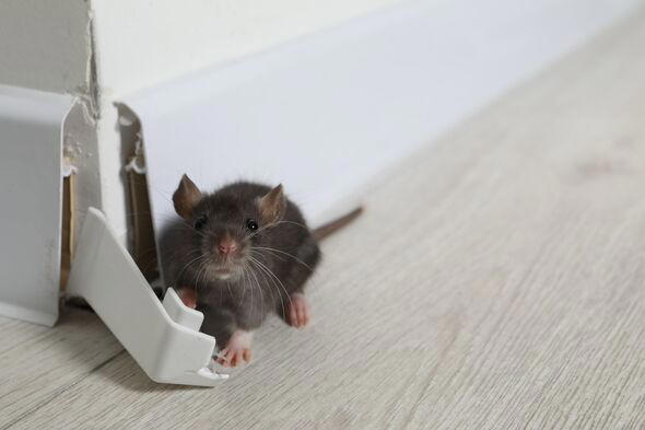 UK pest control company plunges into administration - in business for 3 ...