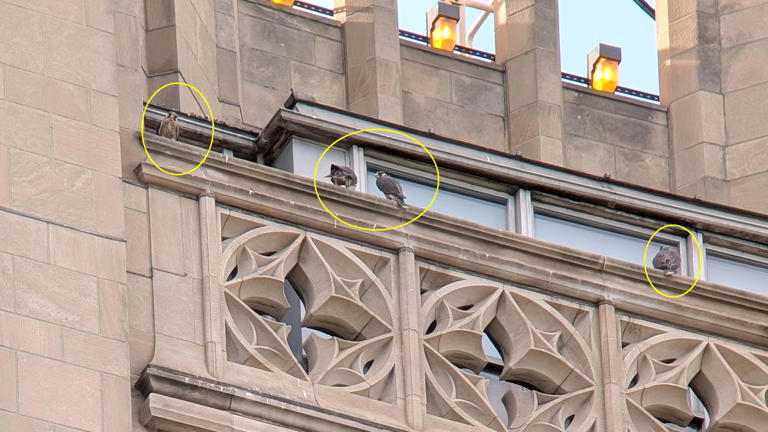 Look up to see rare falcon chicks in Oakland