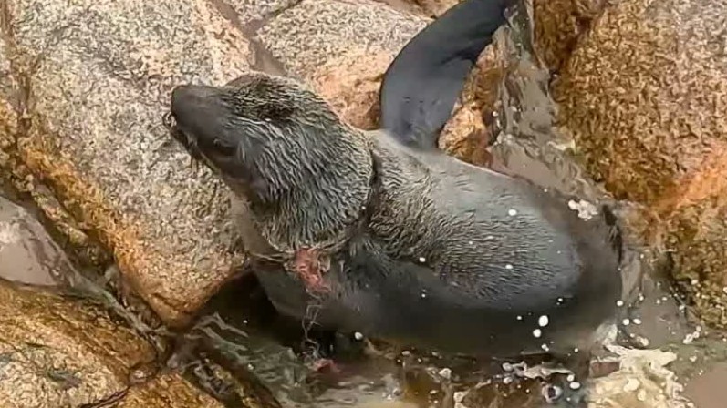 Watch the fear in this seal’s eyes during one of the most emotional ...