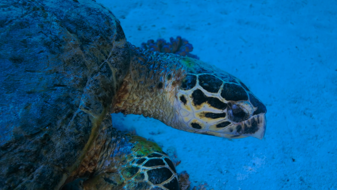 Una tortuga carey explorando el fondo marino
