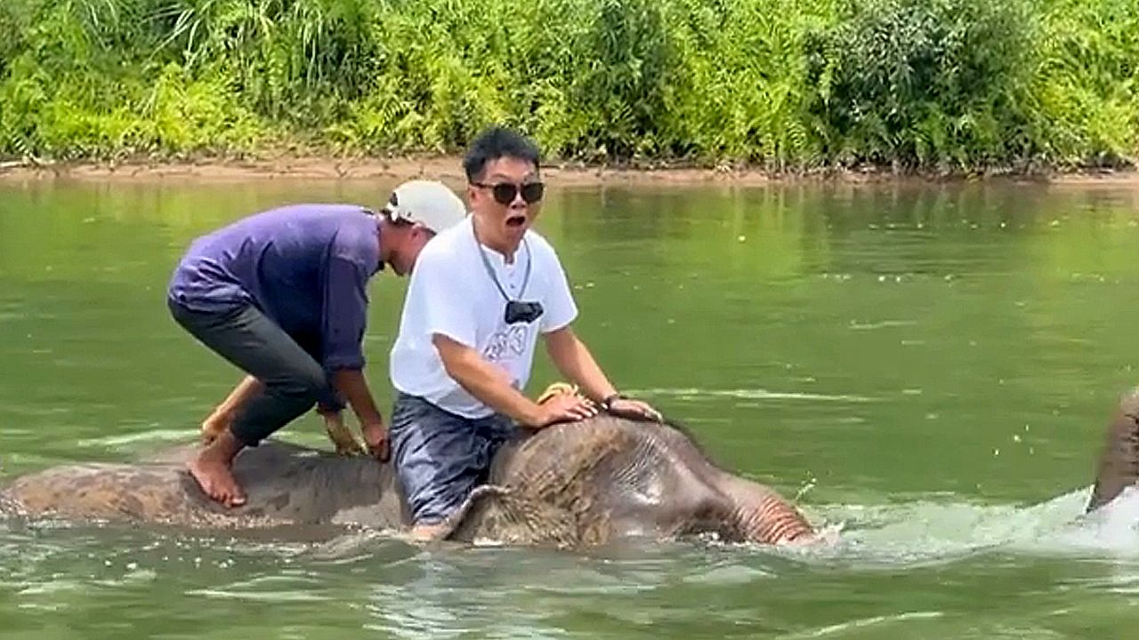 Playful elephant carrying tourist suddenly goes for a dip in river