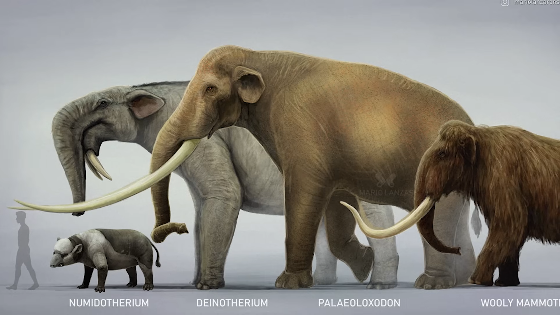 How prehistoric elephants became stranger than dinosaurs